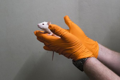Een tweede leven voor kleine proefdieren | Instantie voor Dierenwelzijn ...