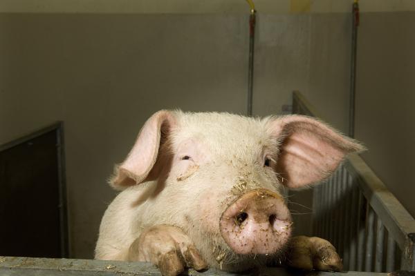 Blood collection: practice makes perfect | Animal Welfare Body Utrecht