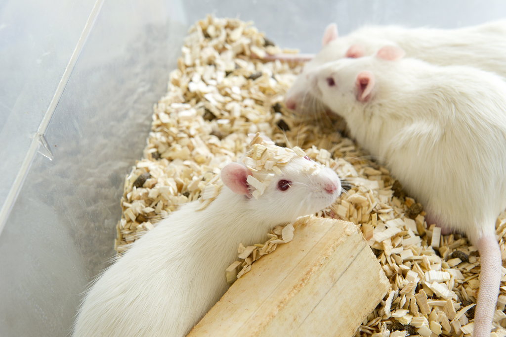 Symposium 'Lab animals in the picture' | Animal Welfare Body Utrecht