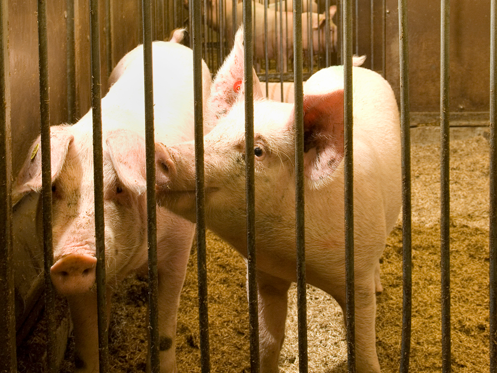 Researchers call for better reporting of animal experiments | Animal ...