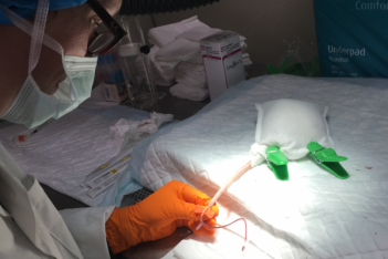 Butterfly needle technique refines drawing blood | Animal Welfare Body ...