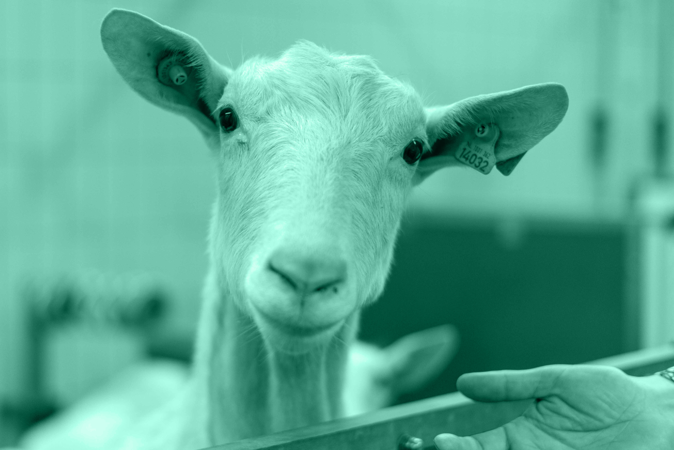 Number of animal experiments unchanged | Animal Welfare Body Utrecht